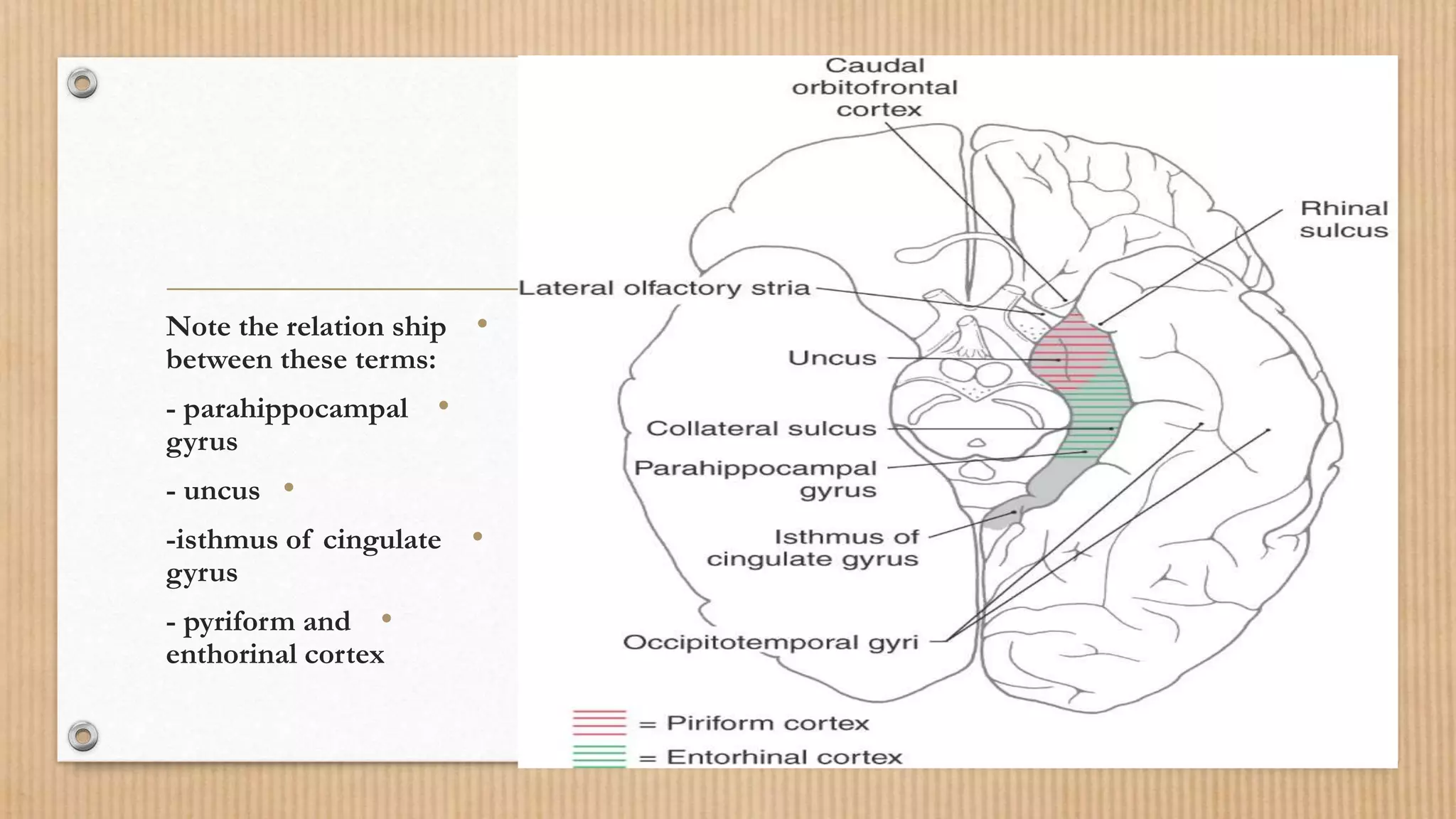 Neuroanatomy of limbic system | PPTX