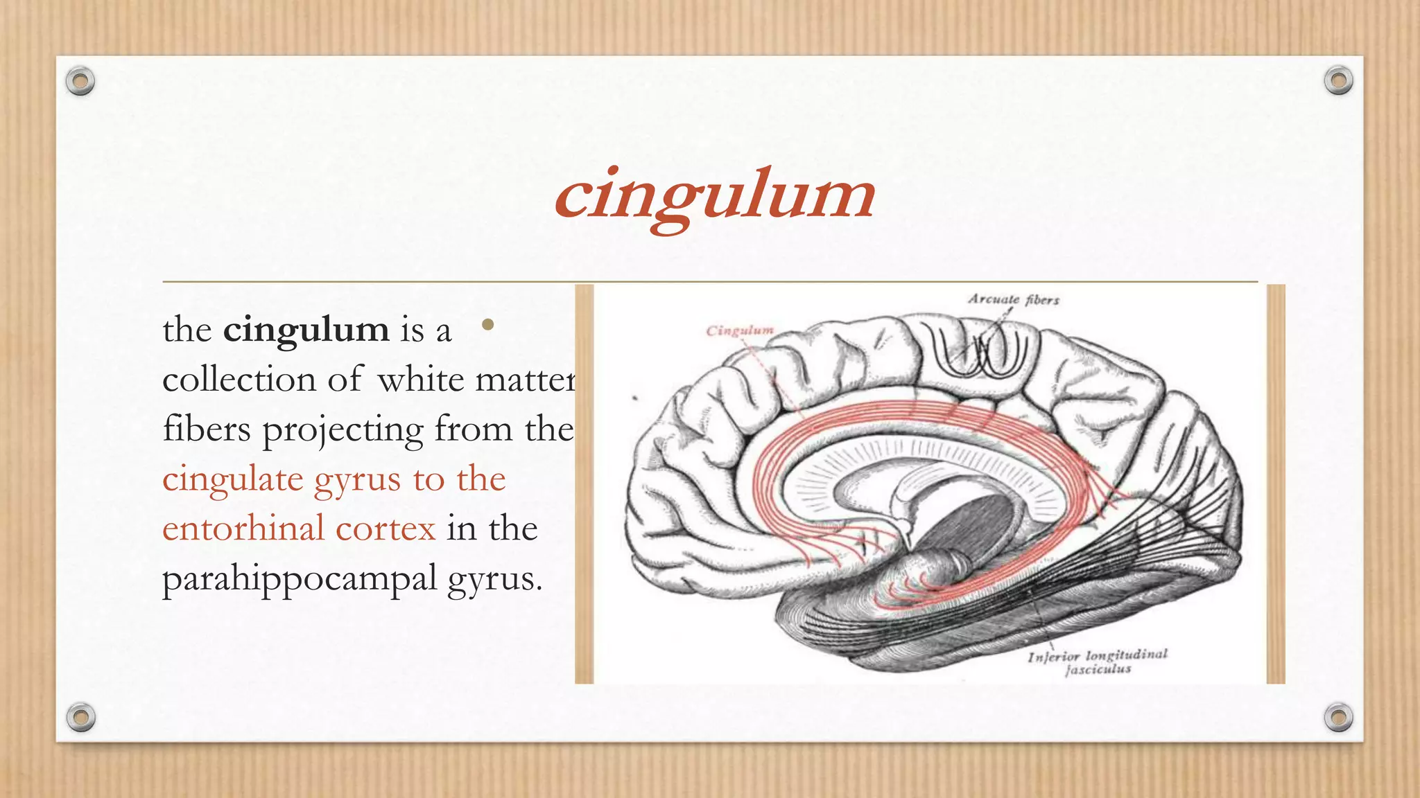 Neuroanatomy of limbic system | PPTX