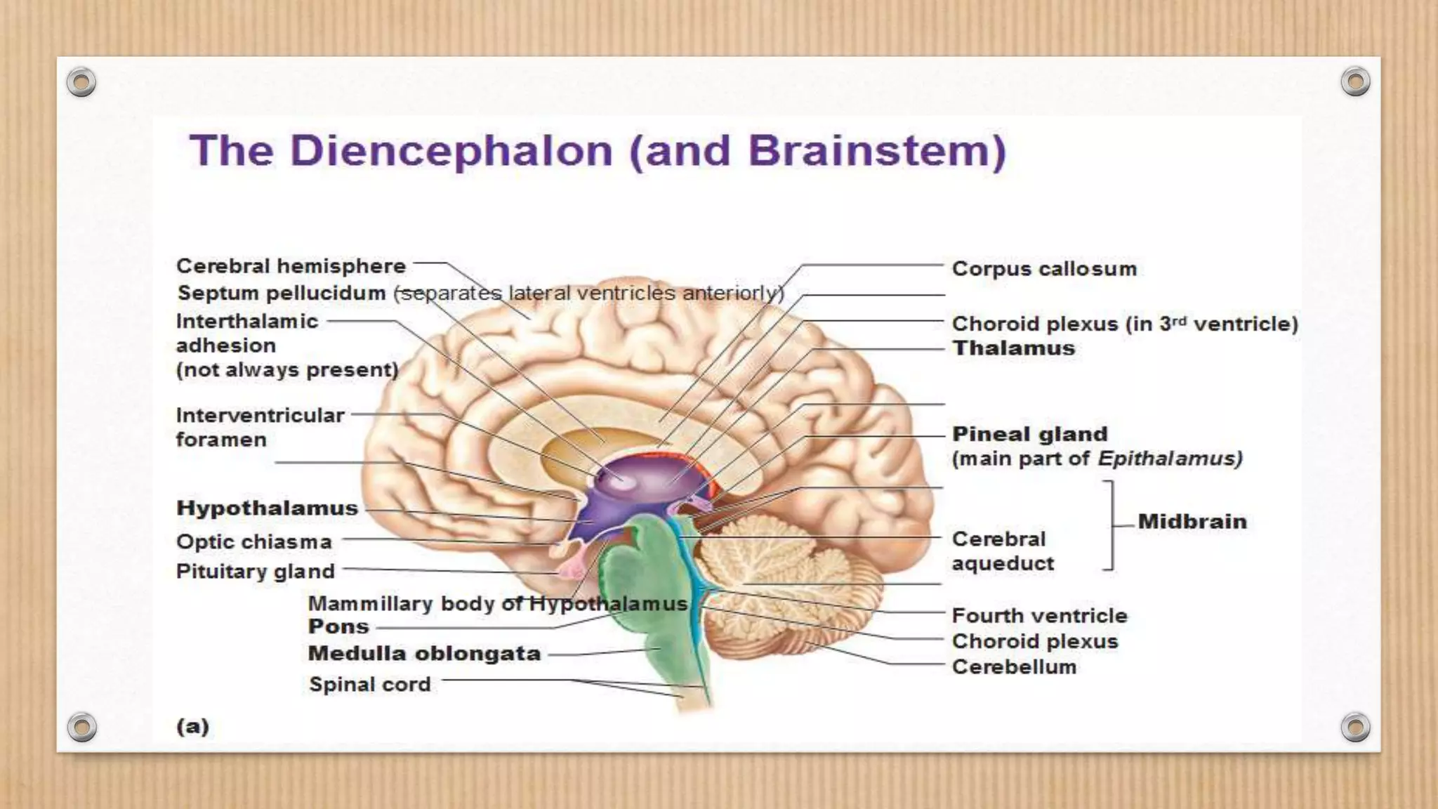 Neuroanatomy of limbic system | PPTX