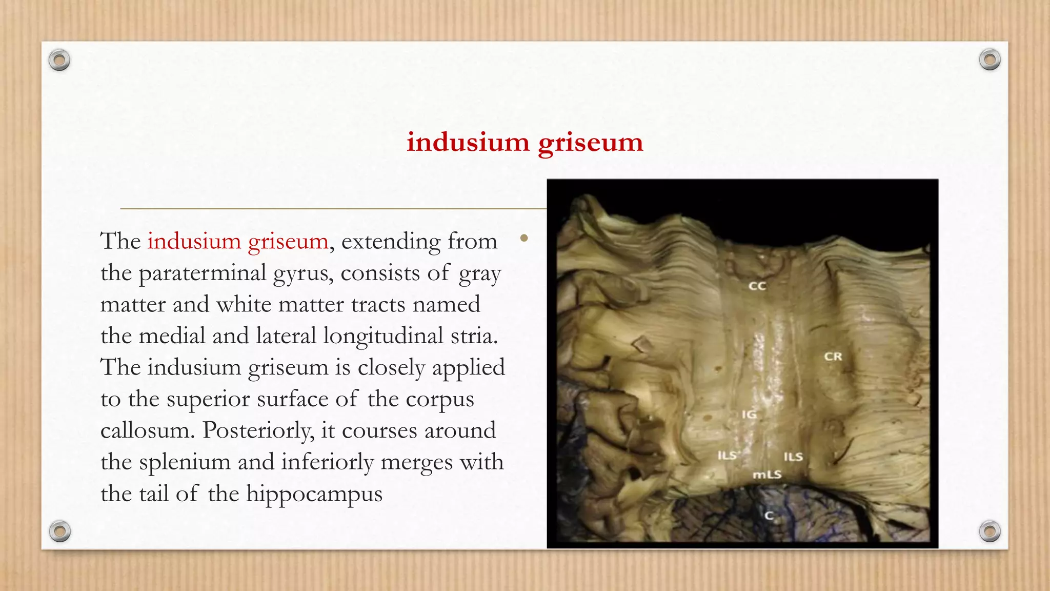 Neuroanatomy of limbic system | PPTX