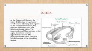 Neuroanatomy of limbic system | PPTX