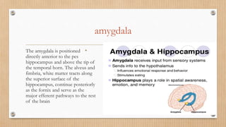Neuroanatomy of limbic system | PPTX