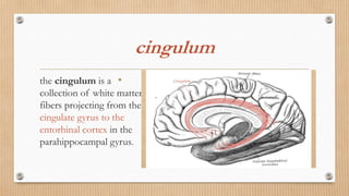 Neuroanatomy of limbic system | PPTX