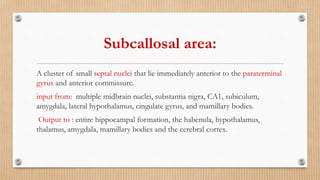 Neuroanatomy of limbic system | PPTX