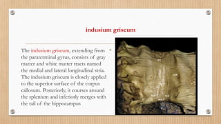 Neuroanatomy of limbic system | PPTX