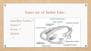 Neuroanatomy of limbic system | PPTX