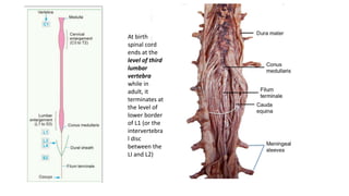 NEUROANATOMY OF SPINAL CORD.pptx