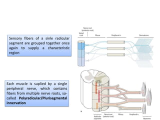Neuroanatomy of the pain structures in the spinal | PPTX