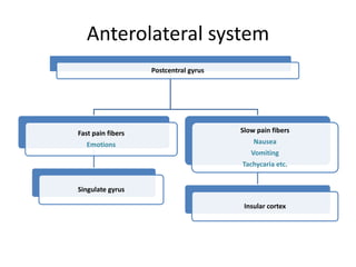 Neuroanatomy of the pain structures in the spinal | PPTX