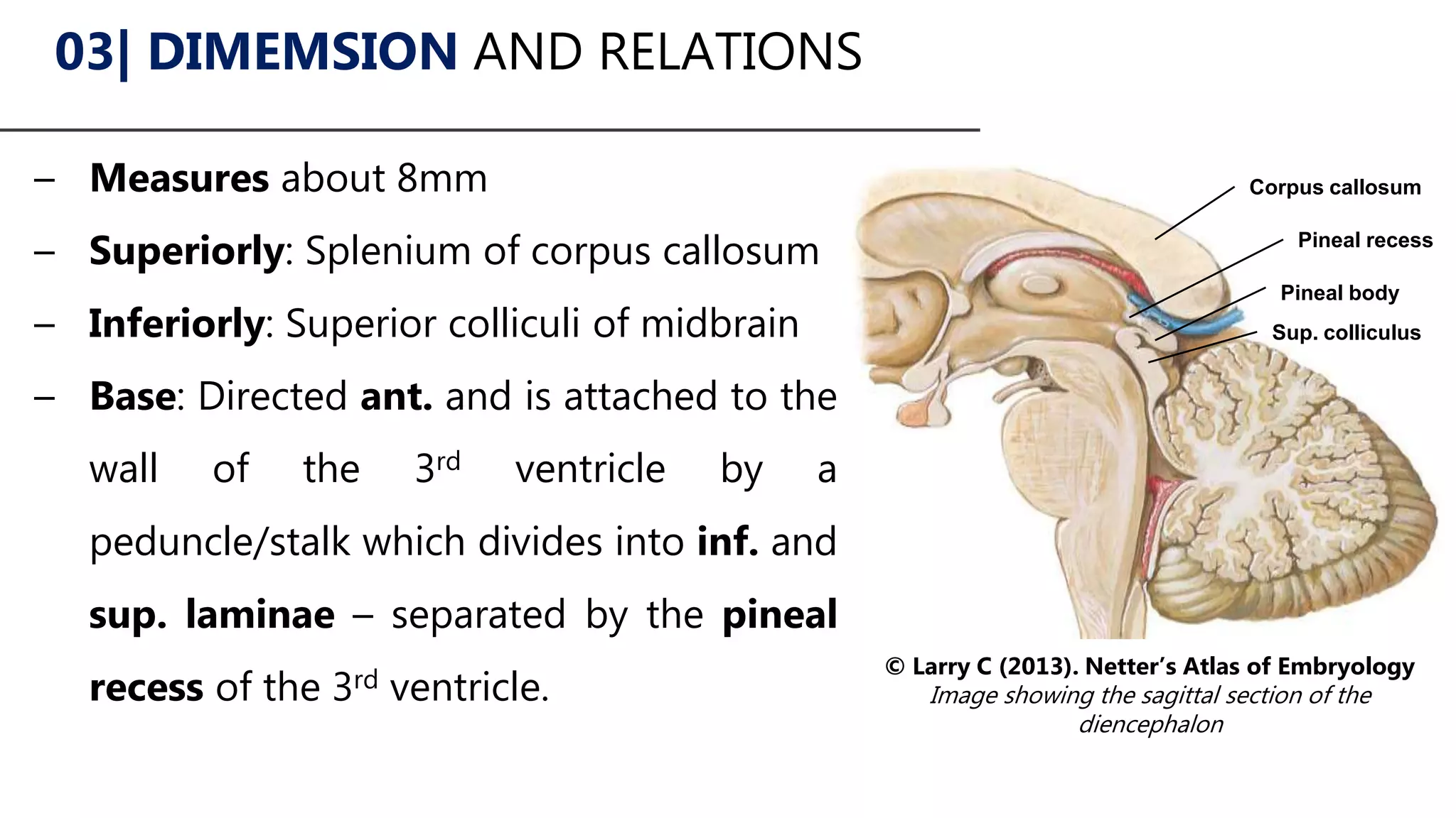 A seminar presentation on the neuroanatomy of the pineal body | PPTX
