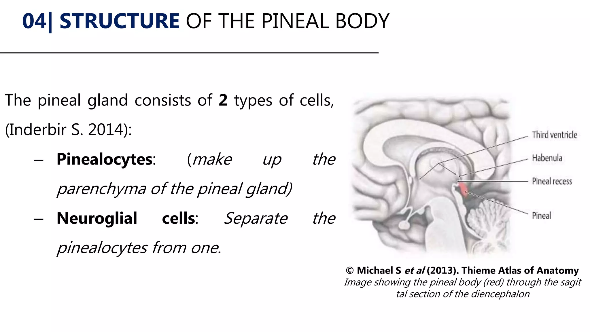 A seminar presentation on the neuroanatomy of the pineal body | PPTX