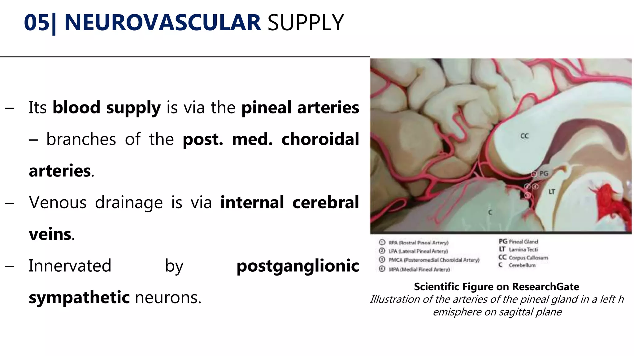 A seminar presentation on the neuroanatomy of the pineal body | PPTX