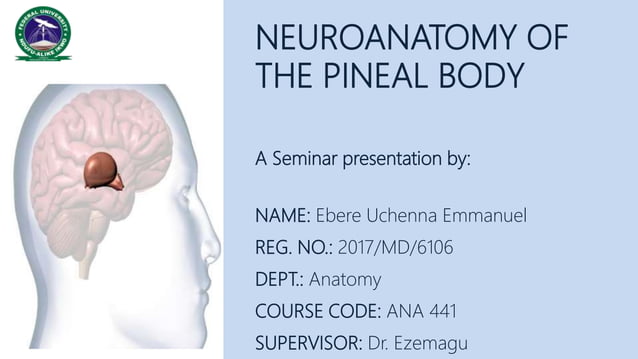 A seminar presentation on the neuroanatomy of the pineal body | PPT