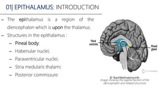 A seminar presentation on the neuroanatomy of the pineal body | PPTX ...