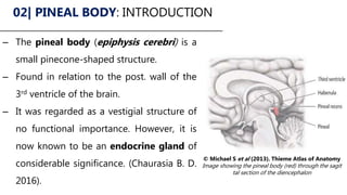 A seminar presentation on the neuroanatomy of the pineal body | PPTX ...
