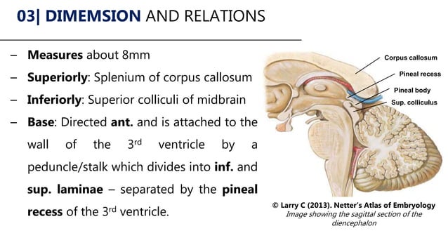 A seminar presentation on the neuroanatomy of the pineal body | PPT