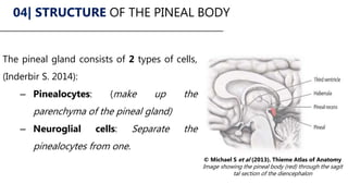 A seminar presentation on the neuroanatomy of the pineal body | PPTX ...