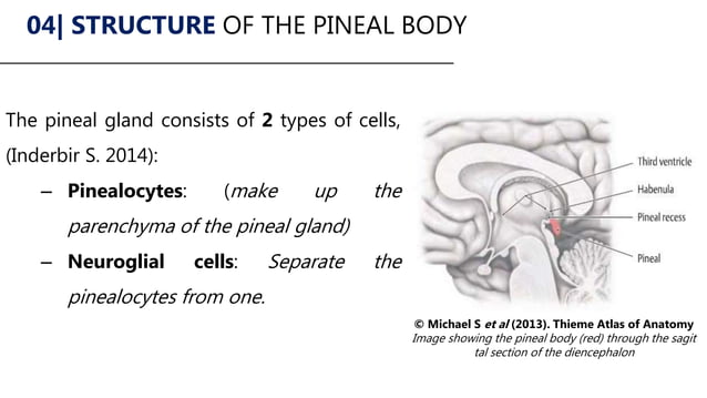 A seminar presentation on the neuroanatomy of the pineal body | PPT