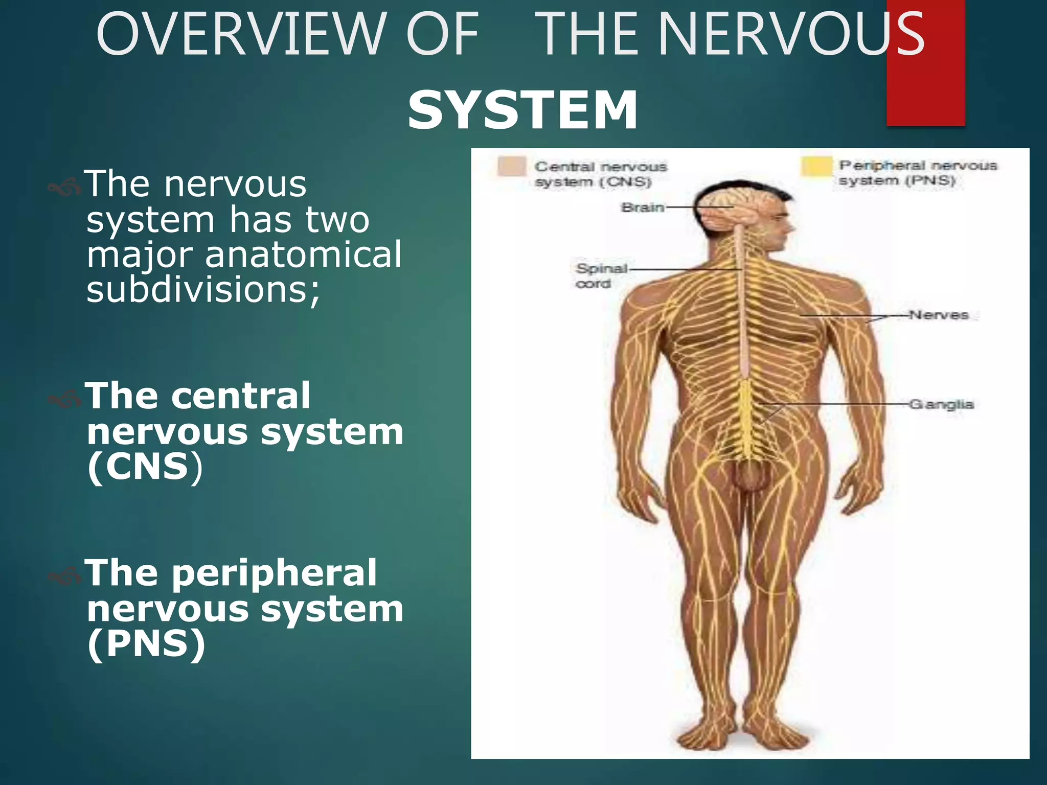 Neuroanatomy Overview | PPTX