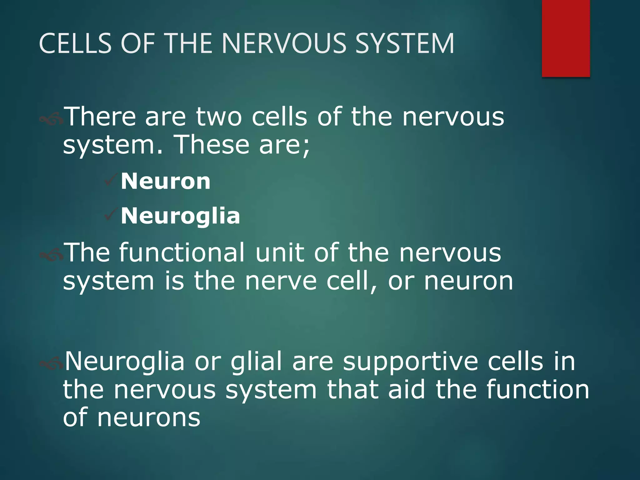 Neuroanatomy Overview | PPTX