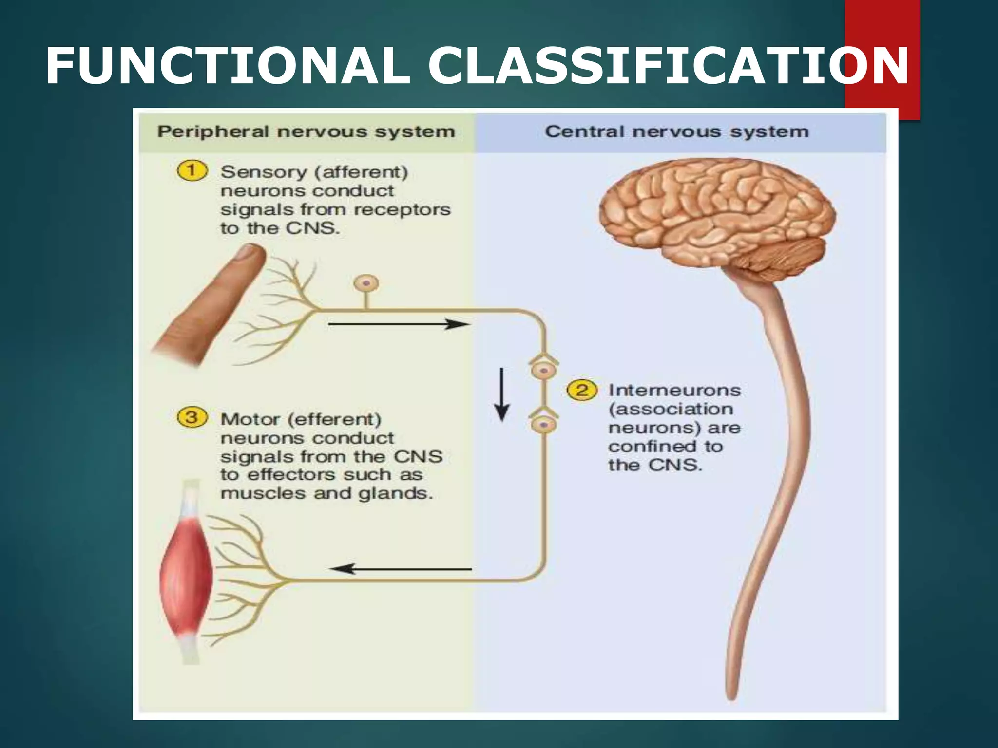 Neuroanatomy Overview | PPTX