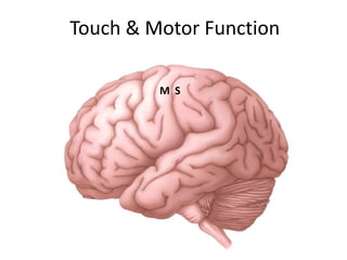 Pathophysiology: Neuroanatomy Part II | PPTX