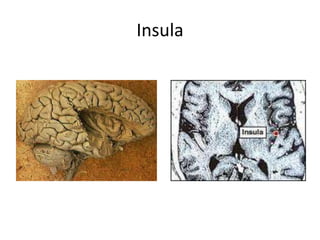 Pathophysiology: Neuroanatomy Part II | PPTX