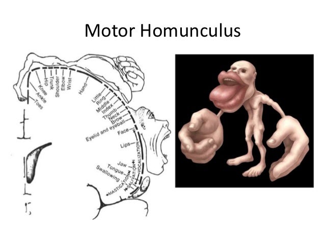 Pathophysiology: Neuroanatomy Part II