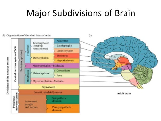 Pathophysiology: Neuroanatomy Part II