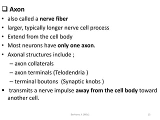 NEUROANATOMY; psychatric nurses.pptx