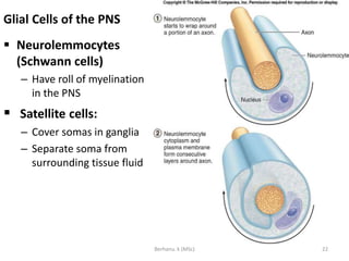 NEUROANATOMY; psychatric nurses.pptx