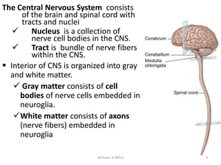 NEUROANATOMY; psychatric nurses.pptx