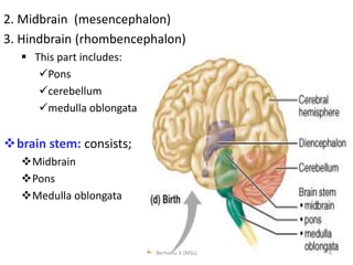 NEUROANATOMY; psychatric nurses.pptx