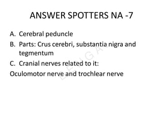 Comprehensive Neuroanatomy Spotters: Identification, Functions, and ...