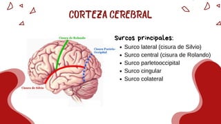 Presentación repaso de neuroanatomia medica | PDF