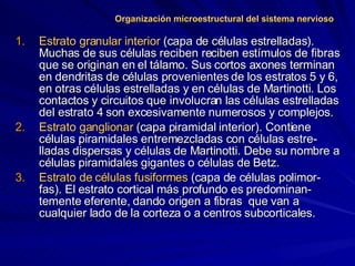 Neuroanat...Ppt MóDulo Dr. AndréS | PPT