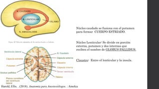 NEUROANESTESIOLOGÍA anatomia.pptx