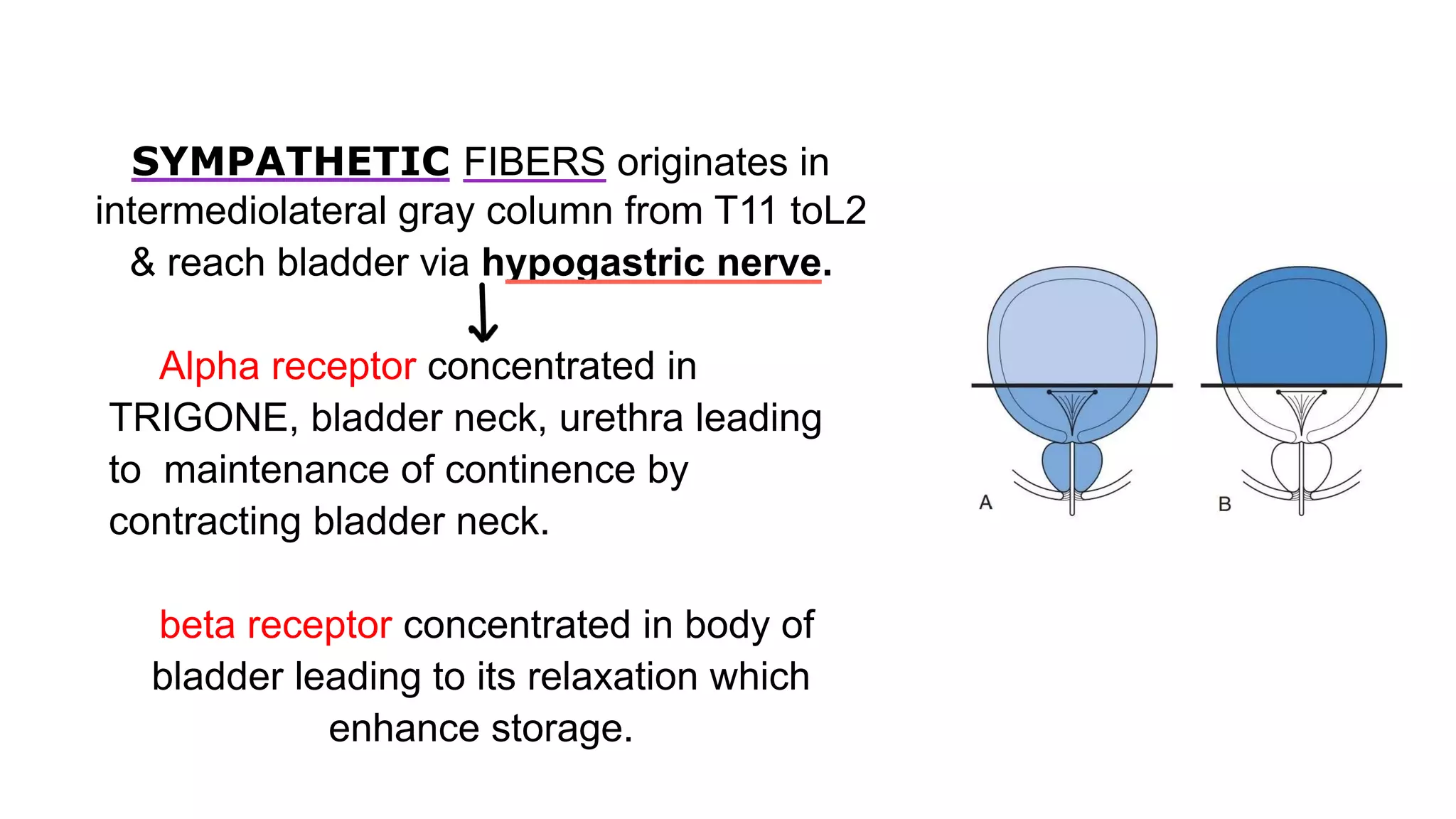 neuroantomy of bladder | PPTX