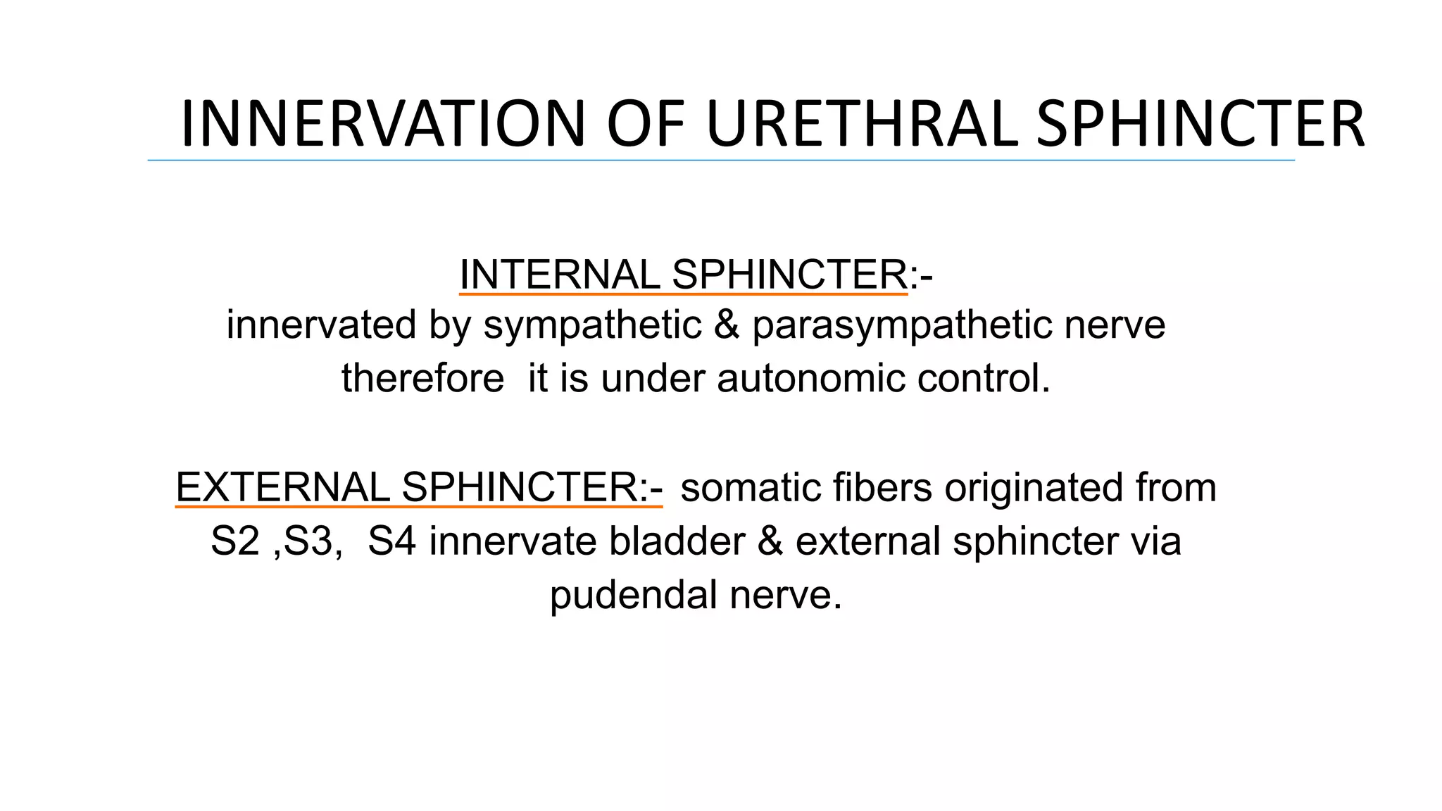 neuroantomy of bladder | PPTX