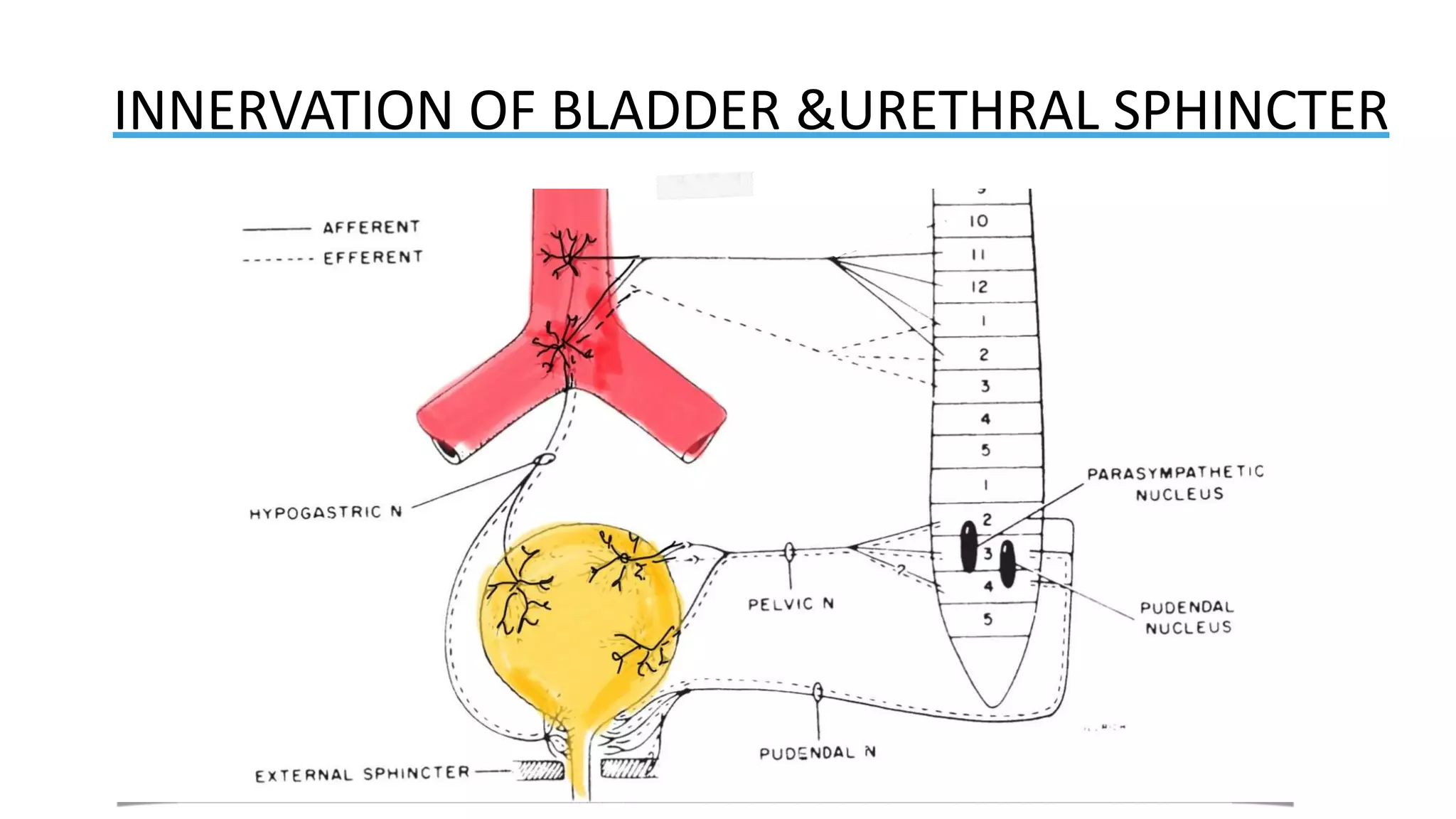 neuroantomy of bladder | PPTX