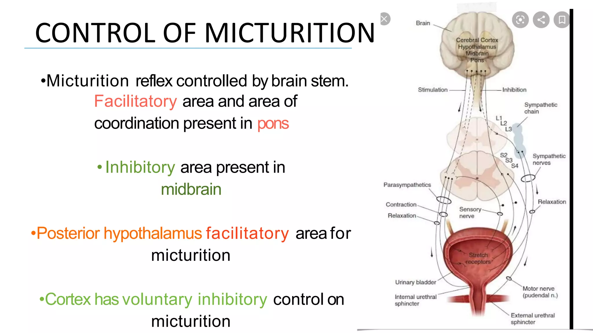 neuroantomy of bladder | PPTX