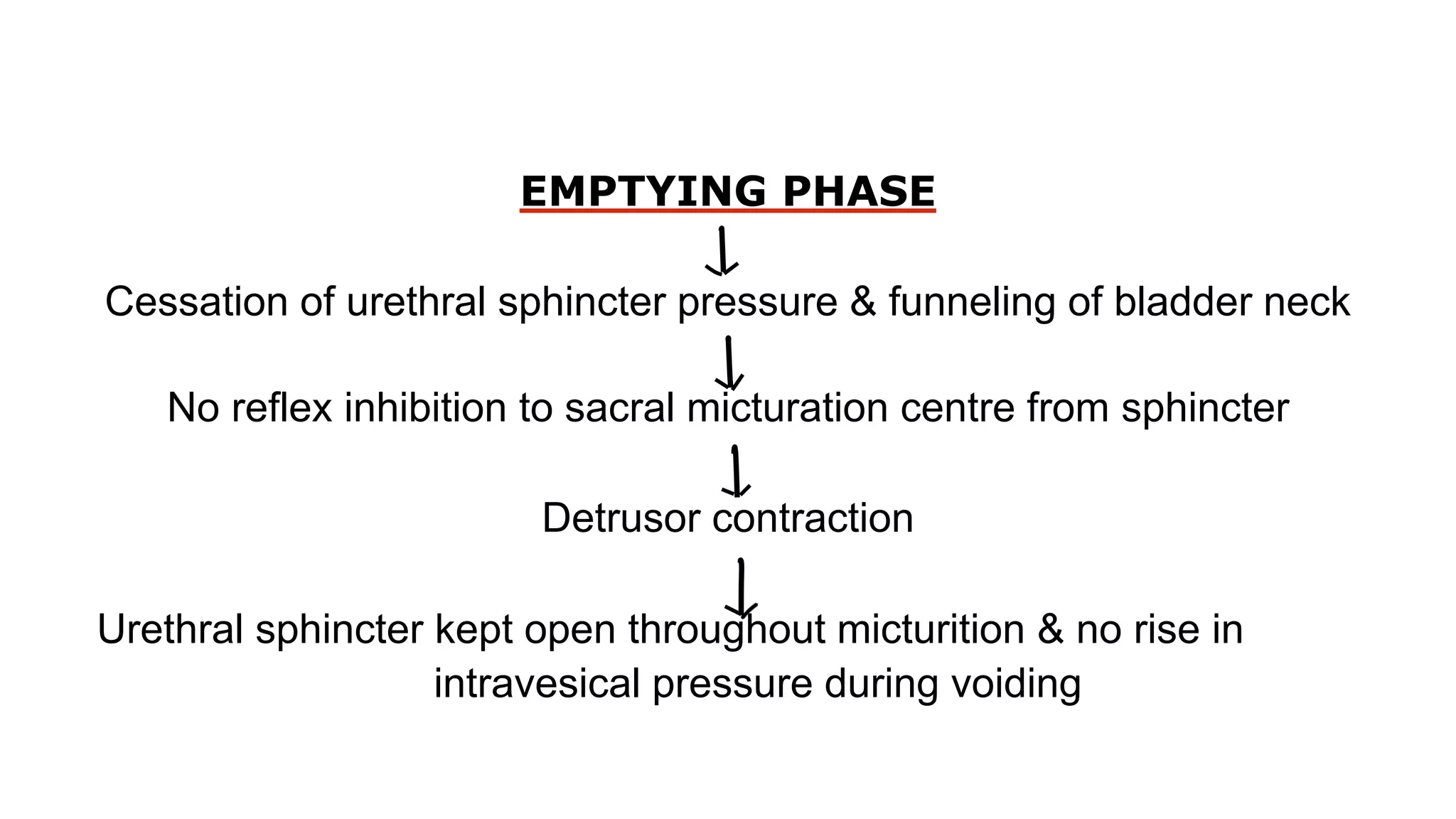 neuroantomy of bladder | PPTX