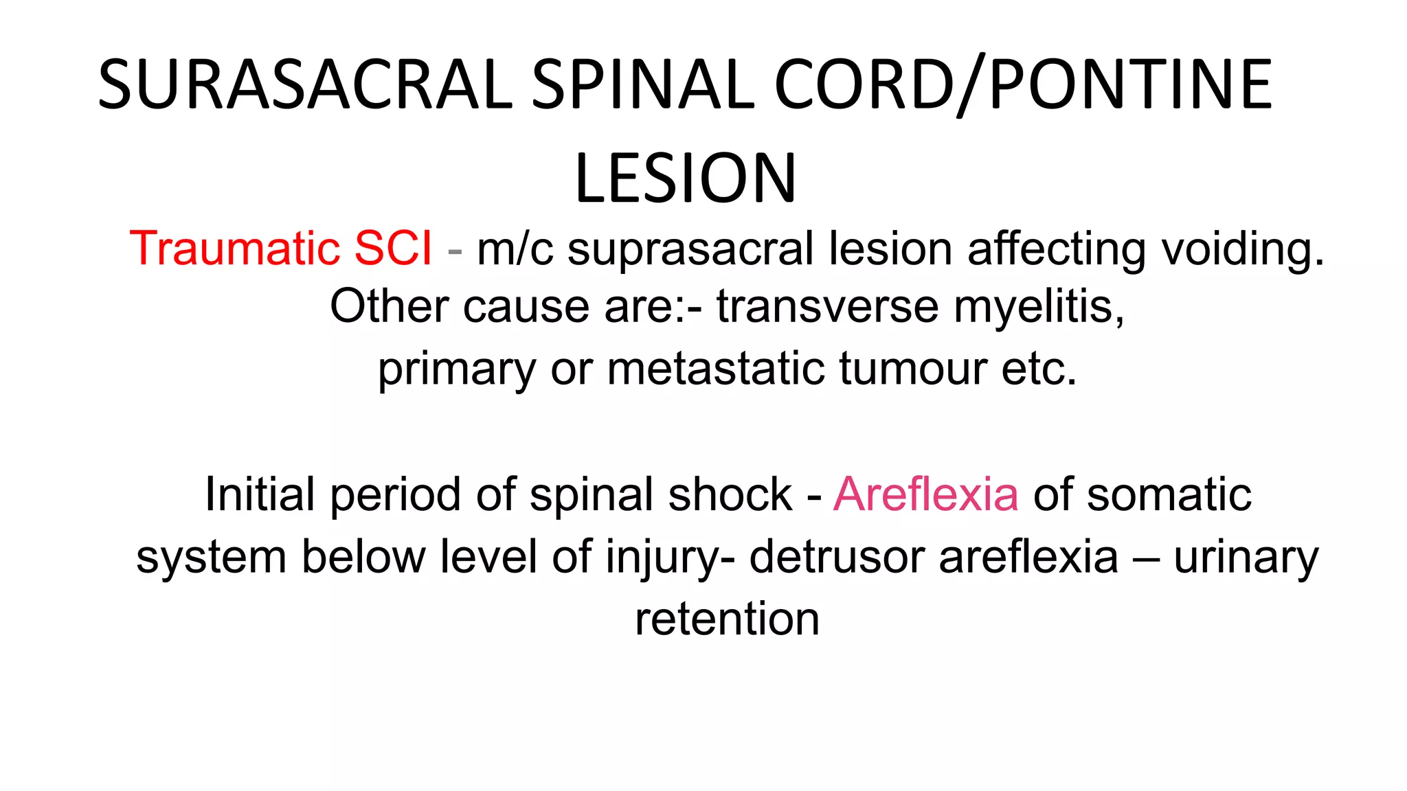 neuroantomy of bladder | PPTX