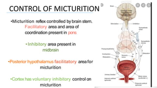 neuroantomy of bladder | PPTX