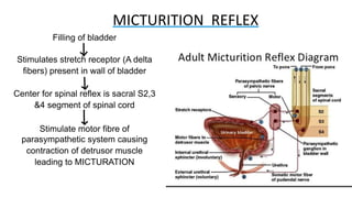 neuroantomy of bladder | PPTX