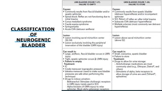 neuroantomy of bladder | PPTX