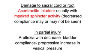 neuroantomy of bladder | PPTX
