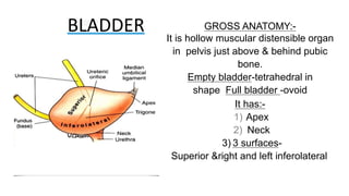 neuroantomy of bladder | PPTX