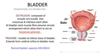 neuroantomy of bladder | PPTX