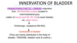 neuroantomy of bladder | PPTX